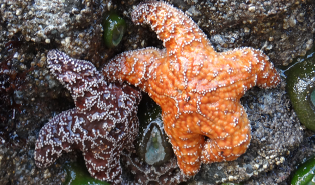 Beyond Ontologies: OODA Loop Knowledge Graph Structures – Soft Coded Logic